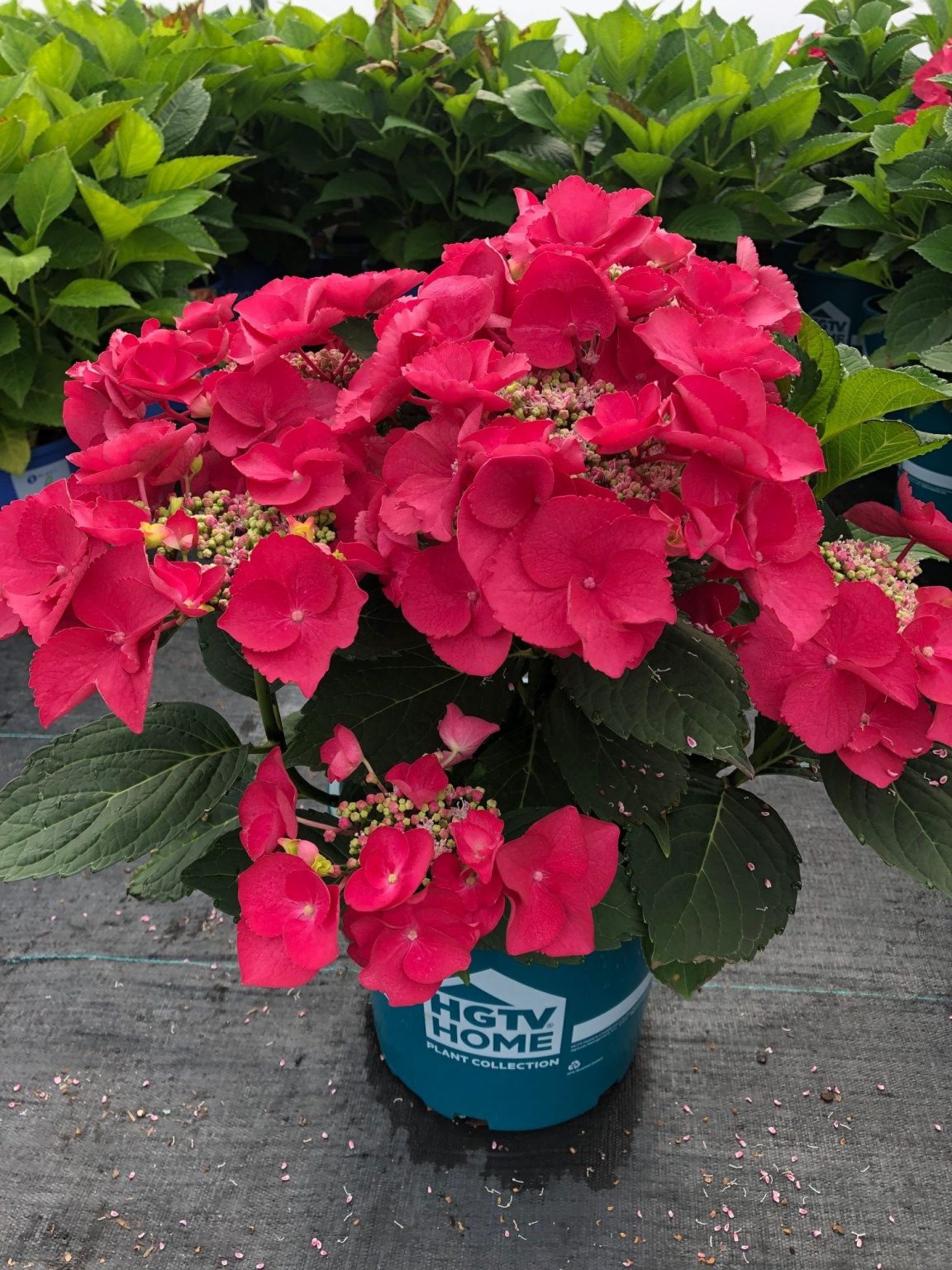 Hydrangea Cherry Explosion pot – Northern Family Farms