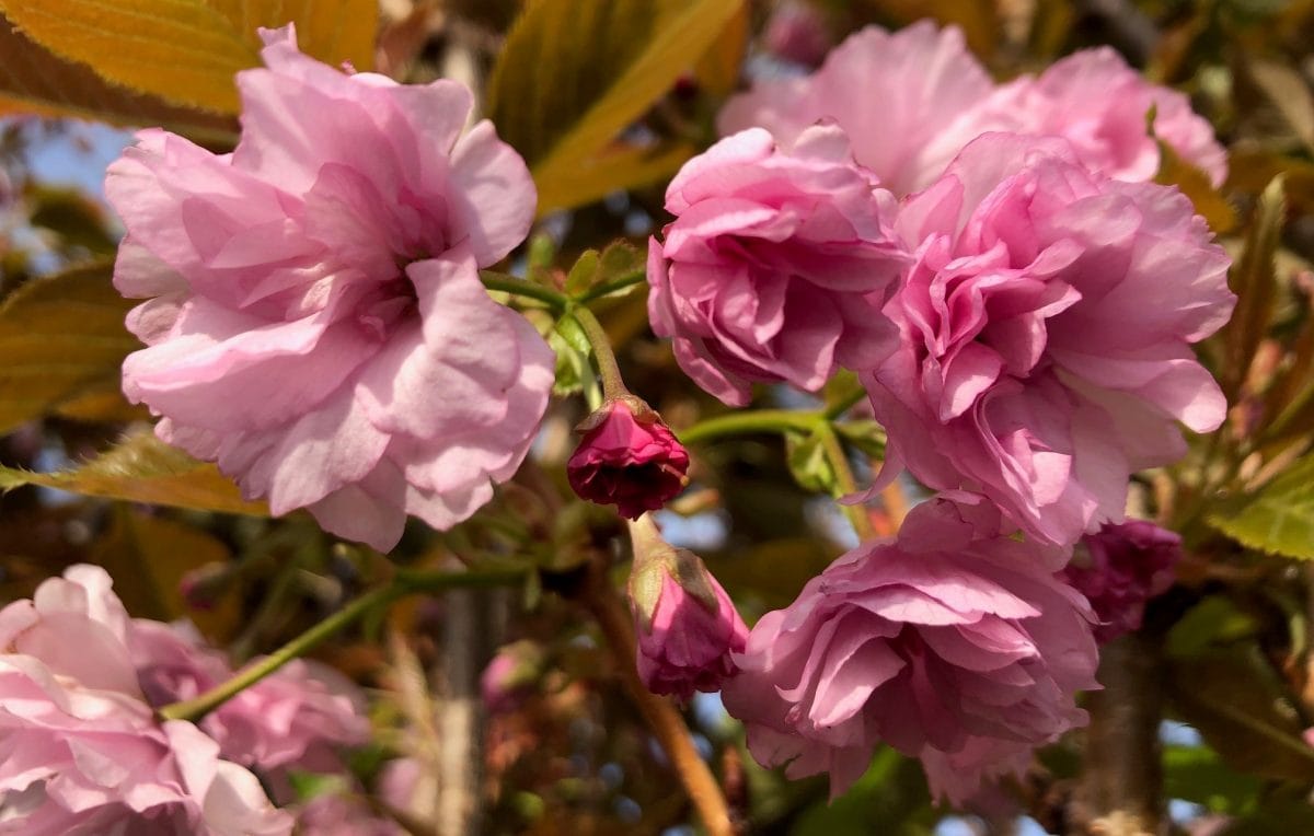 Kwanzan Ornamental Cherry