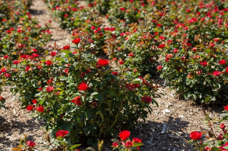 NEW – The Petite Knock Out® Rose