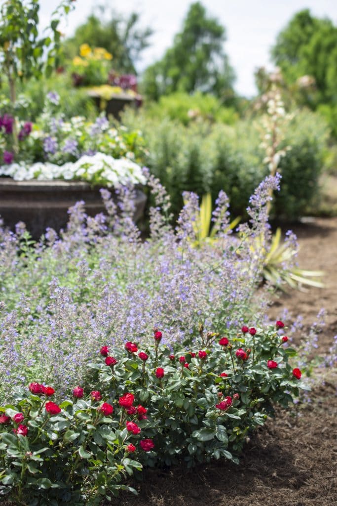 NEW – The Petite Knock Out® Rose