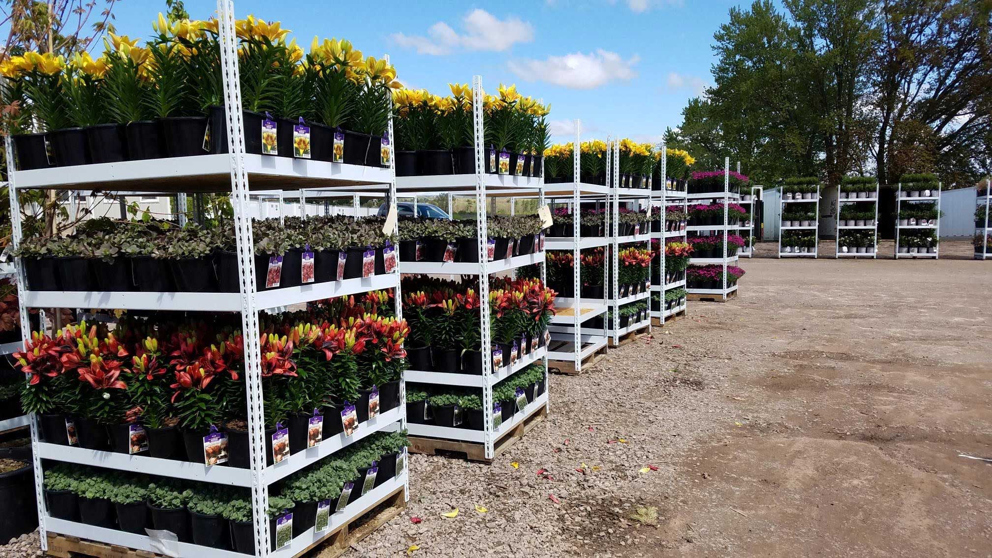 Wholesale Nursery Plants, Evergreen Nursery - For Sale