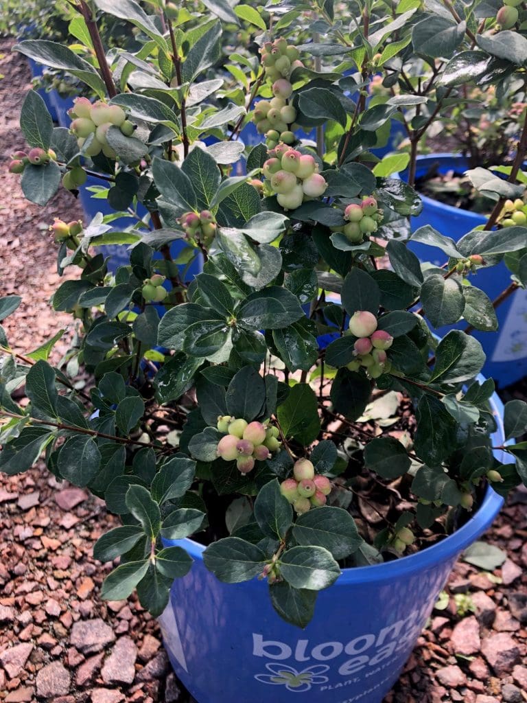 Pinky Promise™ | Northern Family Farms